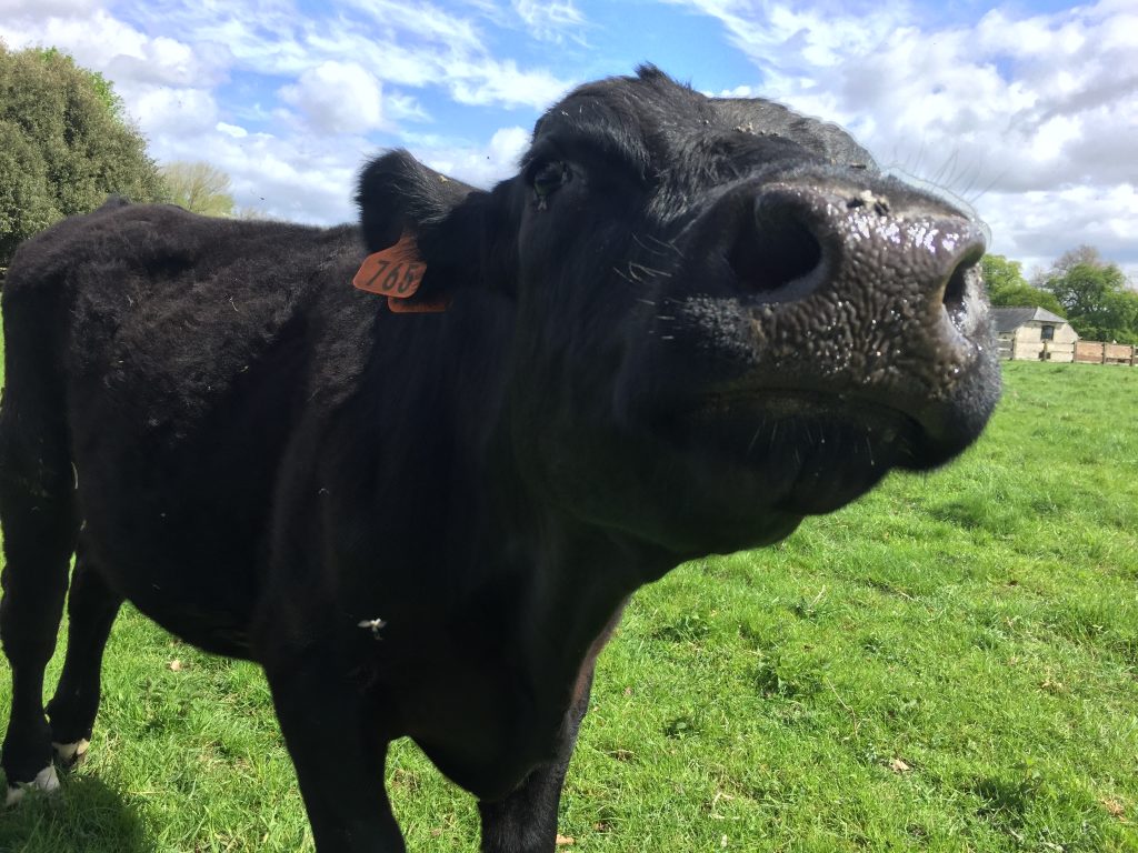 Bell Beef | Aberdeen Angus